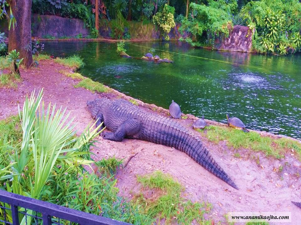 Why you should visit Florida once in your life ? - Ana's World Why you should visit Florida once in your life ? - Ana's World